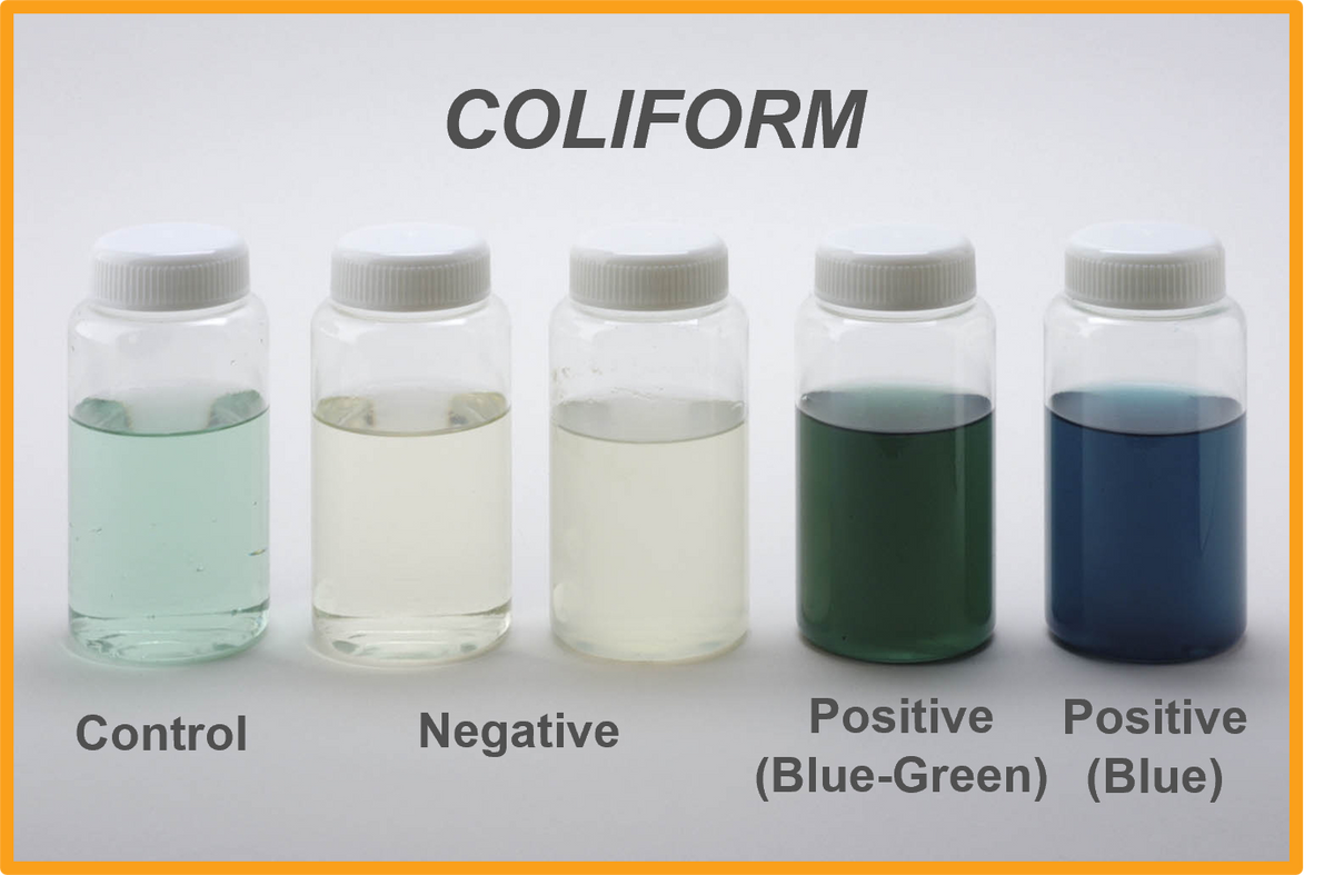 EC Blue 100 (80 bottles) | InterMed Scientific Shop