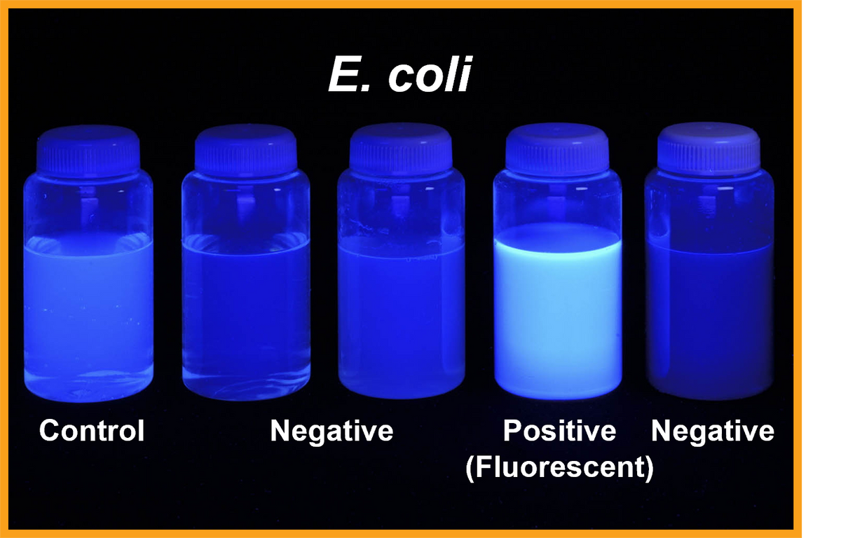 EC Blue 100 (80 bottles) | InterMed Scientific Shop